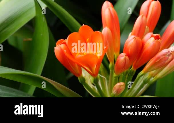 Exotic bush lily flower Stock Videos & Footage - HD and 4K Video Clips ...