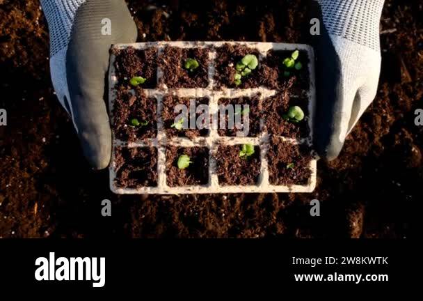 seedlings in germination tray in male hands on the ground background ...