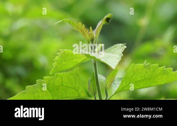 green Chromolaena odorata (minjangan, Siam weed, Christmas bush, devil ...