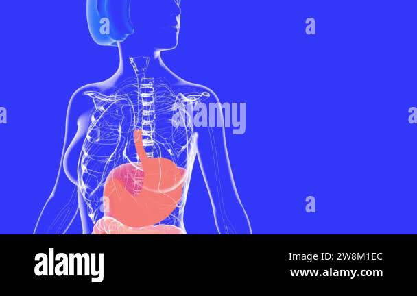 3d anatomical animation of the enlarged digestive system. Transparent ...