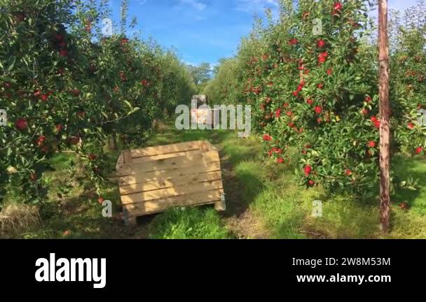 Empty wooden crates line rows of ripe red apples trees in English apple ...