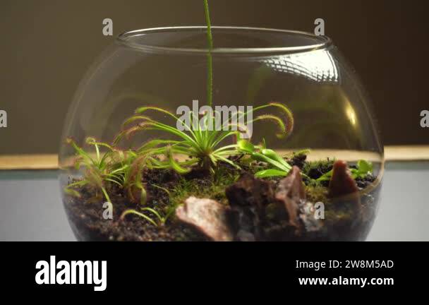 Mini glass florarium vase Stock Videos & Footage - HD and 4K Video ...