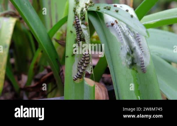Worm infestation Stock Videos & Footage - HD and 4K Video Clips - Alamy
