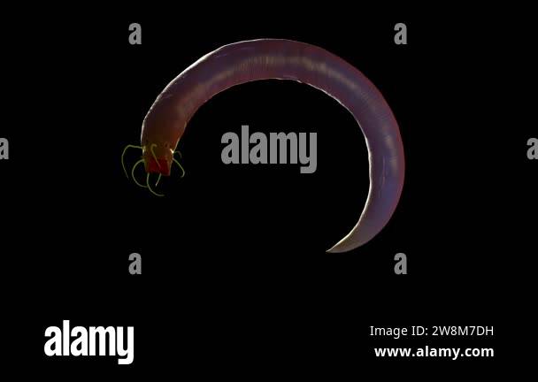 Nematode worm illustration Stock Videos & Footage - HD and 4K Video Clips - Alamy