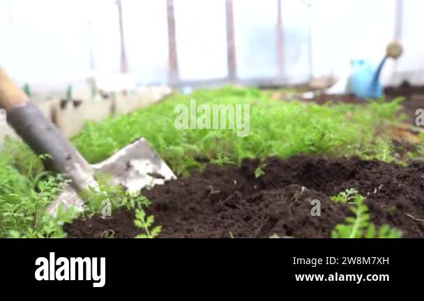 Dig up the soil with green manure plants with a shovel Stock Video ...