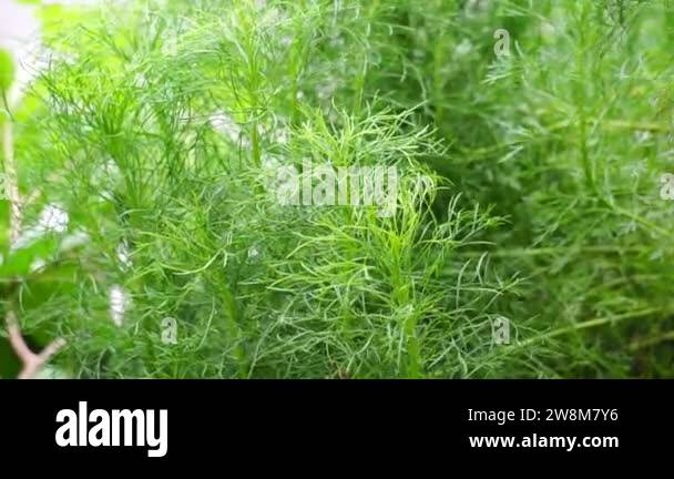 Southern wormwood southernwood artemisia abrotanum Stock Videos ...