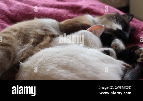 Cute Cats Sleeping Cuddling Together in Bed Two Fluffy White and Siamese Kittens Napping Stock ...