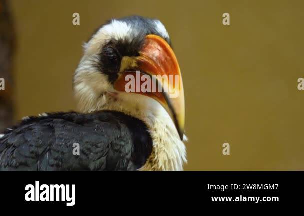 Red beak toko Stock Videos & Footage - HD and 4K Video Clips - Alamy