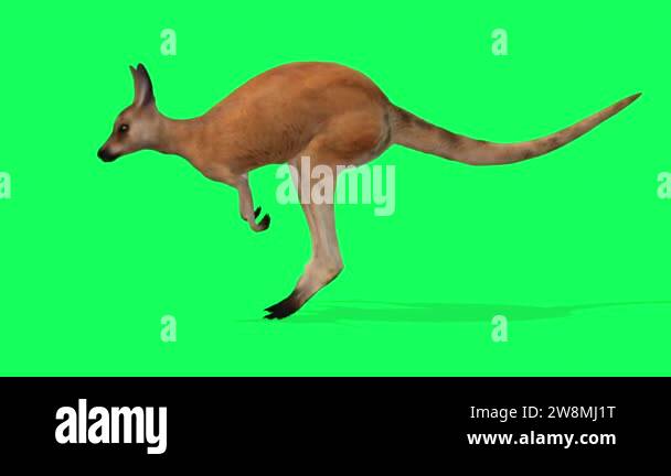 3d animation of Kangaroo on green screen ,chroma key Stock Video Footage - Alamy
