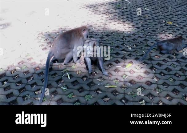 Mating primate Stock Videos & Footage - HD and 4K Video Clips - Alamy