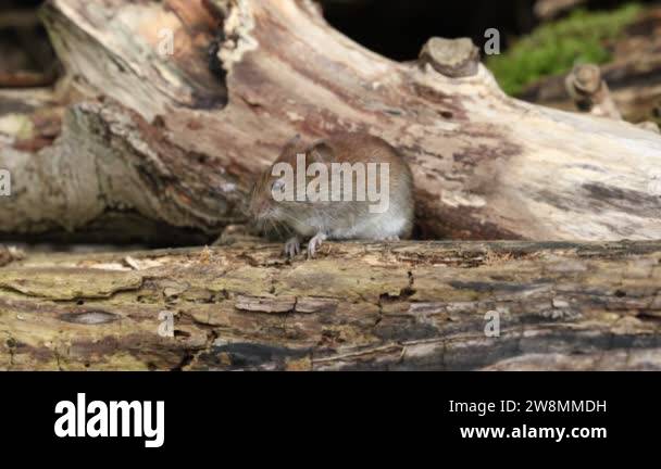 Wild foraging uk Stock Videos & Footage - HD and 4K Video Clips - Alamy