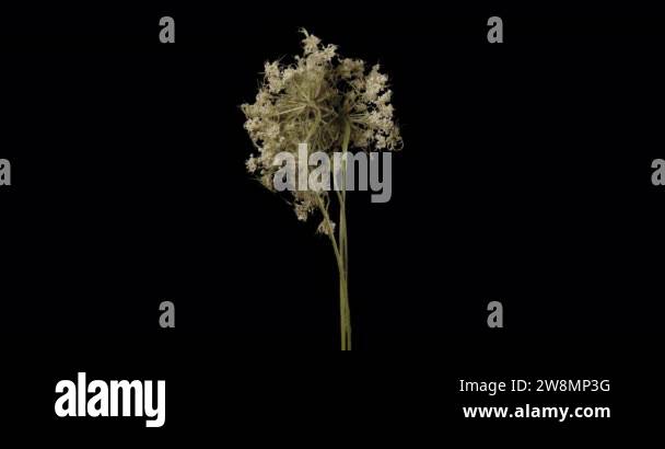 Angelica the Archangel. angelica medicinal. Field grass. Alpha channel ...
