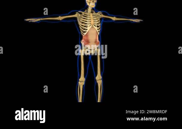 Transversus Abdominis Muscle Anatomy For Medical Concept 3D Animation ...