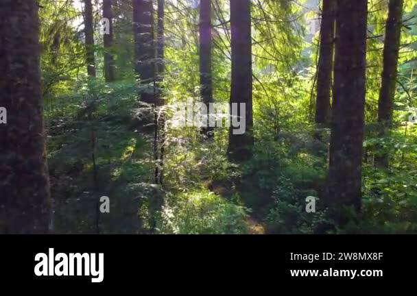 Sunny magical forest in the rays of the rising sun in the morning time ...