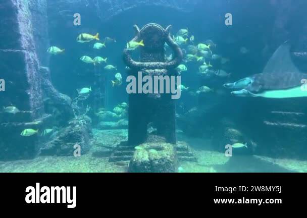 Bahamas fish atlantis aquarium Stock Videos & Footage - HD and 4K Video ...