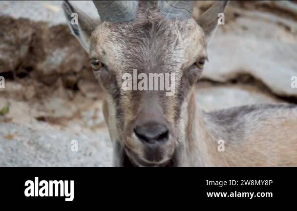 Mountain markhor twisted horns Stock Videos & Footage - HD and 4K Video ...