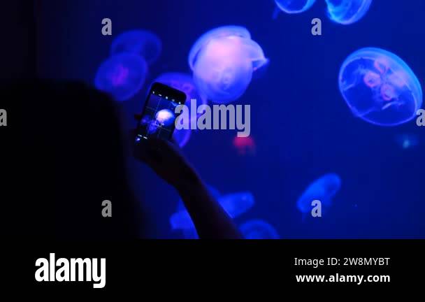 Woman blue light ray phone Stock Videos & Footage - HD and 4K Video ...