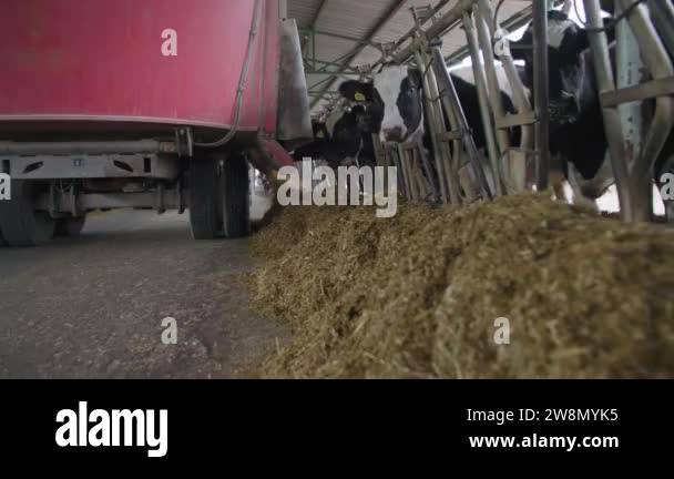 automated process of feeding cattle, modern harvester delivers compound ...