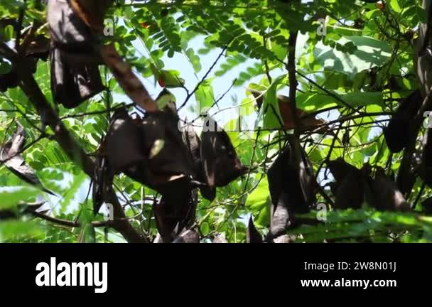 Biancaea sappan (Caesalpinia sappan L., sappanwood, secang, sepang ...