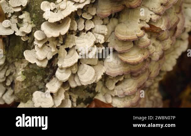 Dead tree with polypores Stock Videos & Footage - HD and 4K Video Clips ...
