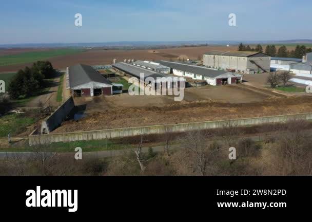 Cowshed dairy cows feeding barn drone aerial video shot, Holstein ...