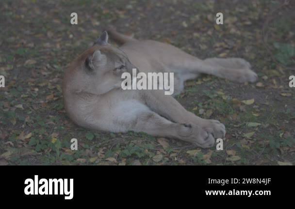 Wildlife puma cat Stock Videos & Footage - HD and 4K Video Clips - Alamy