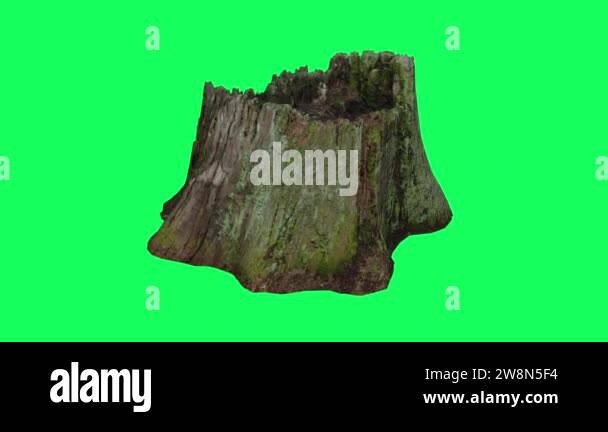 animation of Old abandoned tree stump in the woods on green screen ...