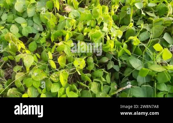 Macrotyloma uniflorum plant. It is a Pulse plant. It is a many names ...