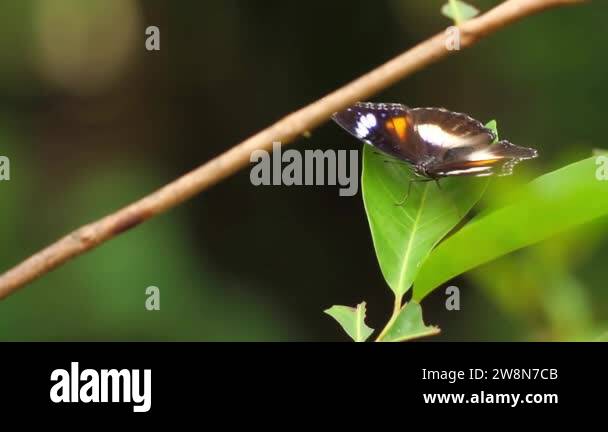 Fringe wing Stock Videos & Footage - HD and 4K Video Clips - Alamy