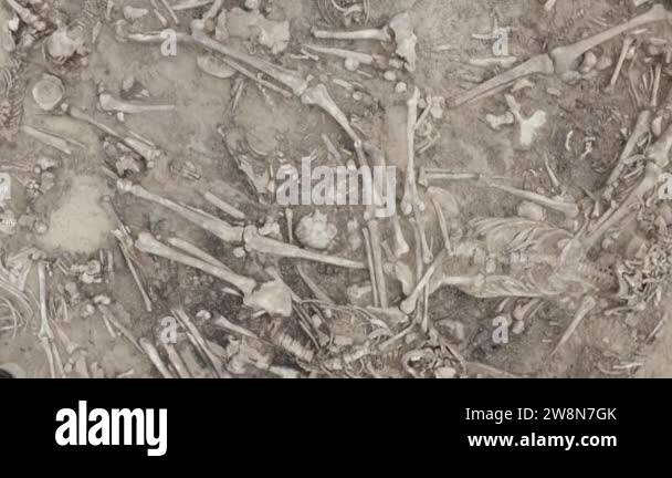 Skulls and bones of people in the ground, Work of the search team at ...