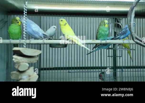 Cage colors Stock Videos & Footage - HD and 4K Video Clips - Alamy
