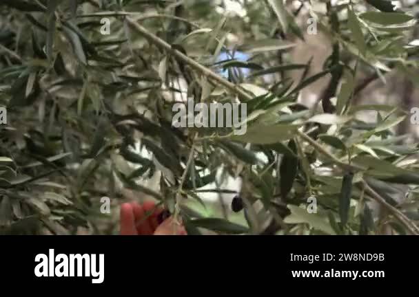 Farmer harvests olives. Olive tree plantation. Growing Mediterranean ...