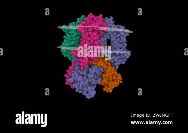 Structure of human HCN1 channel in a hyperpolarized conformation ...