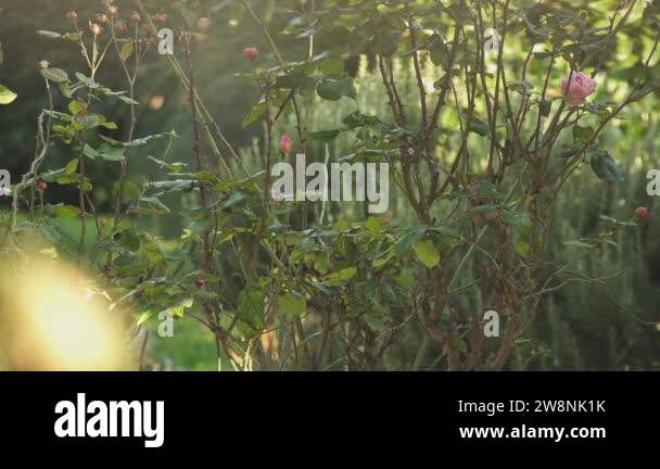 Rosary plant Stock Videos & Footage - HD and 4K Video Clips - Alamy