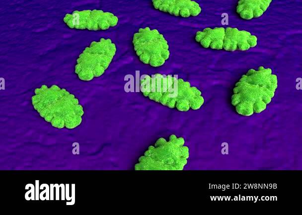 Euastrum oblongum desmid green alga. Desmids are a common group of ...