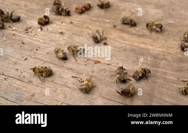 A lot of dead worker honey bees close up. The death of honey bees and environmental pollution by ...