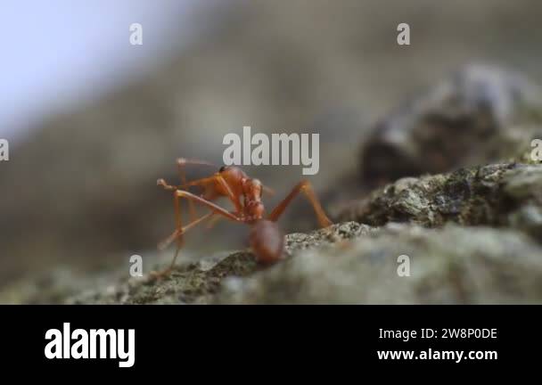 Rangrang ants or clams (Oecophylla) are rather large ants that are ...
