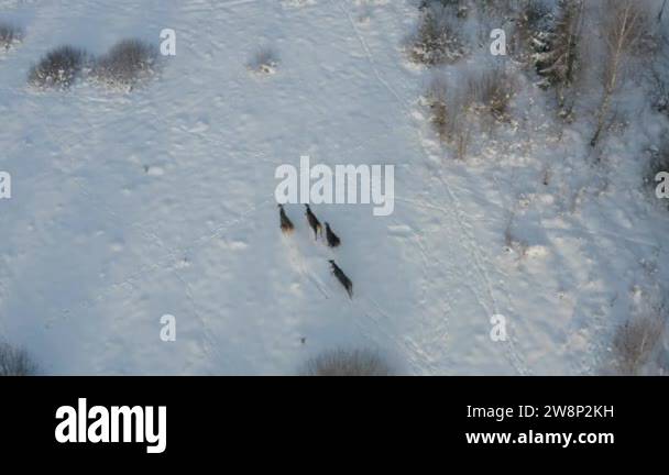 Sika deer top field Stock Videos & Footage - HD and 4K Video Clips - Alamy
