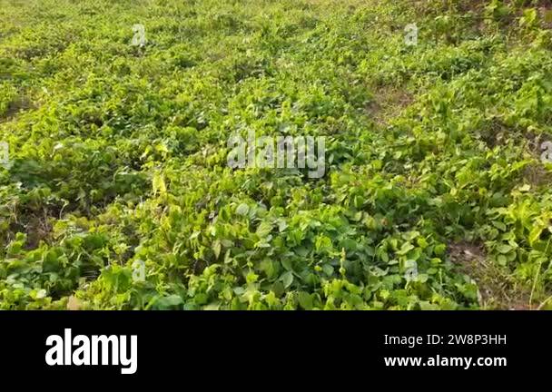 Macrotyloma uniflorum plant. It is a Pulse plant. It is a many names ...