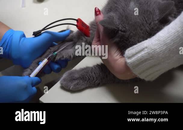 Blood sampling for analysis from a cat with a catheter. Pet care at ...