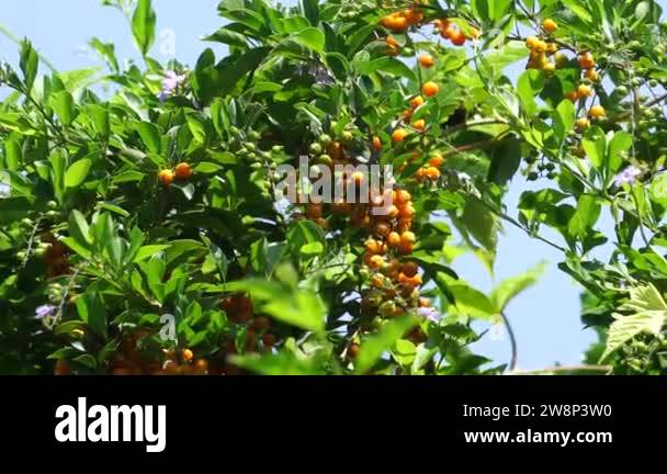 The fruit of gold mound. Also called Sinyo nakal, Duranta erecta, teh ...