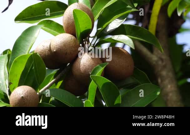 Sapodilla fruit (Also called Manilkara zapota, sapota, chikoo ...