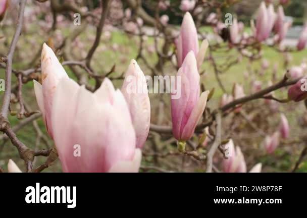 Blossoming twig magnolia tree Stock Videos & Footage - HD and 4K Video ...
