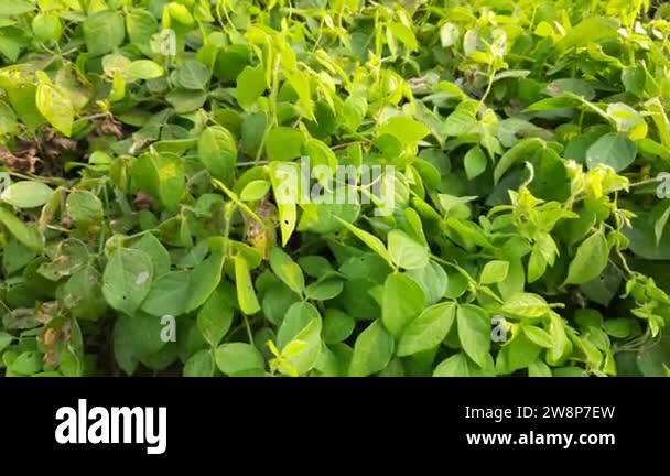 Macrotyloma uniflorum plant. It is a Pulse plant. It is a many names ...