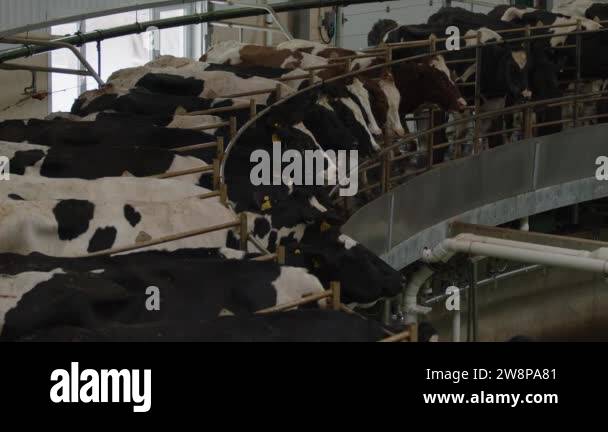 Milking cows on the carousel - automatic industrial milking rotary ...