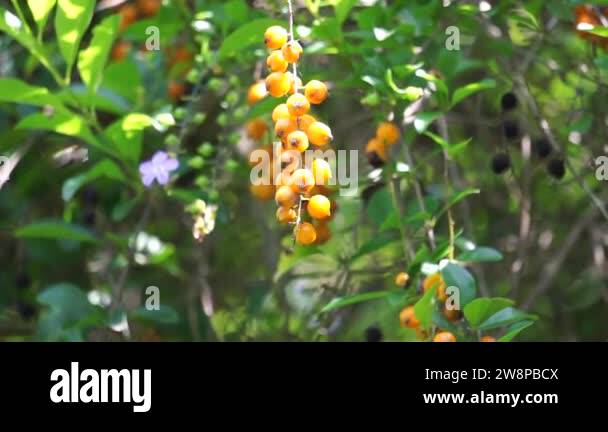 The fruit of gold mound. Also called Sinyo nakal, Duranta erecta, teh ...