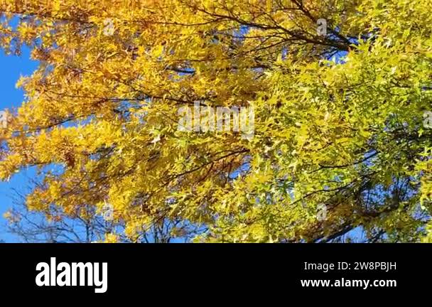 Oak colour Stock Videos & Footage - HD and 4K Video Clips - Alamy