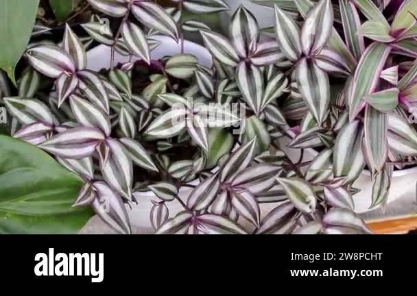 Plant zebrina pendula Stock Videos & Footage - HD and 4K Video Clips ...