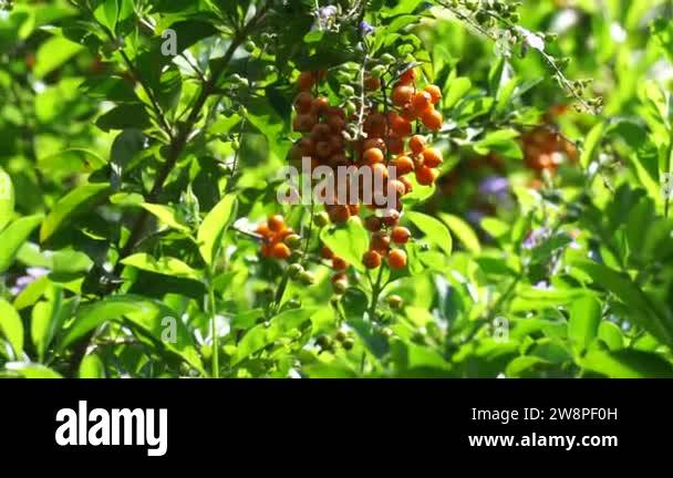 The fruit of gold mound. Also called Sinyo nakal, Duranta erecta, teh ...