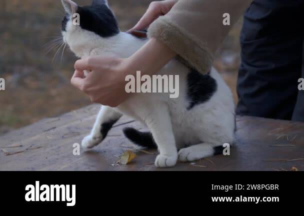 Grooming, combing a cat. Woman scratches the fur of a cat with a comb ...